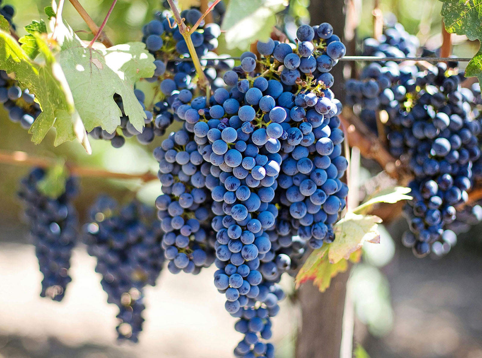 How to Avoid Impulse Buys at the Store – The Shine Fields Foodstuffs Fz-LLC